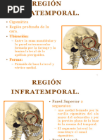 Anatomía de la Fosa Cigomática | PDF | Anatomía | Cabeza y cuello humanos