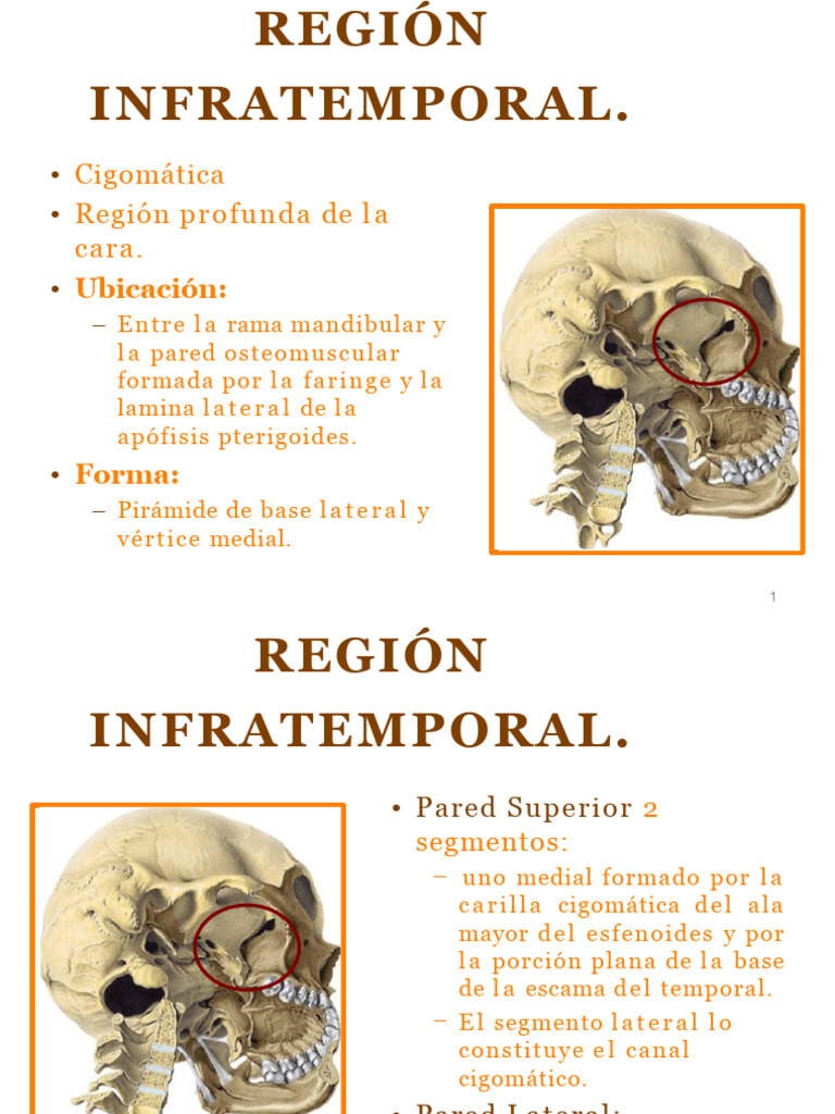 Anatomía de la Región Infratemporal | PDF | Anatomía | Cara