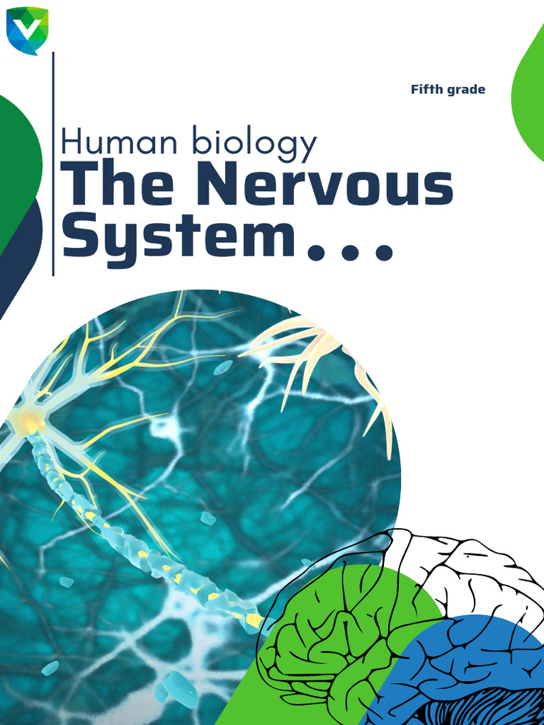 Homework Fifth Grade Nervous System | PDF | Nervous System | Central ...