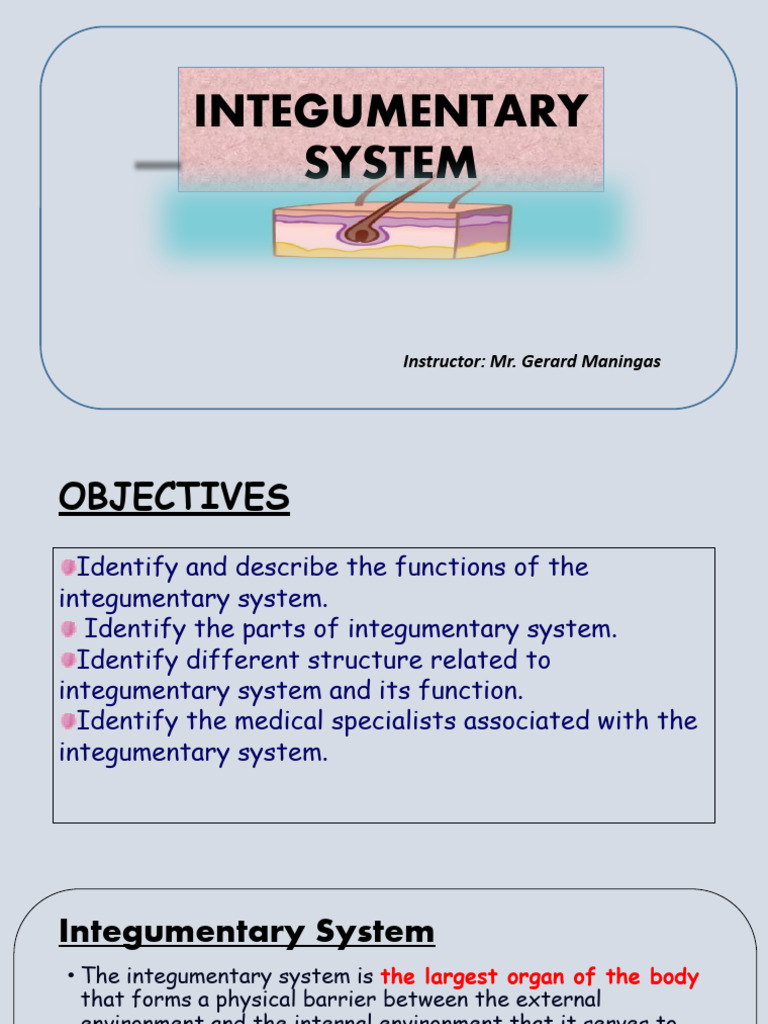 Integumentary System | PDF