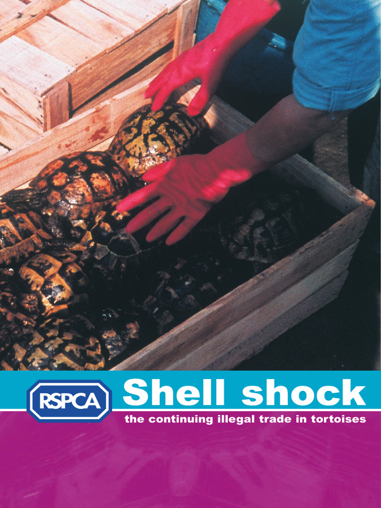 Shell shock rpt | PDF | Cites | Thermoregulation
