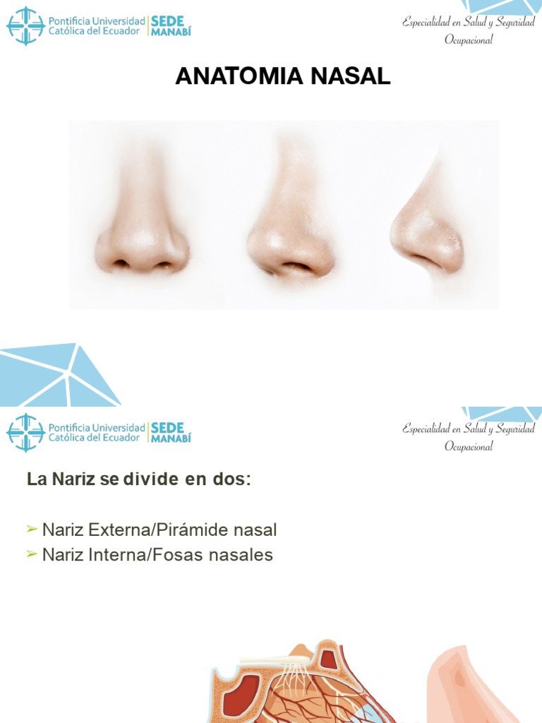 9 Nariz | Descargar gratis PDF | Nariz humana | Morfología (biología)