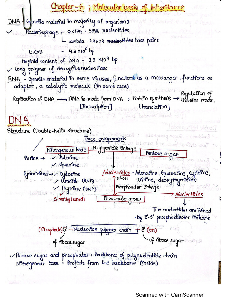 Handwritten - Molecular Basis of Inheritance | PDF