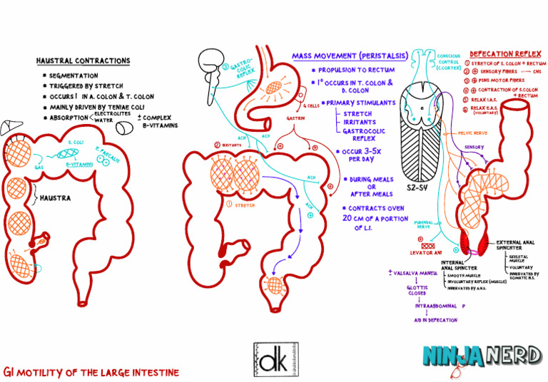 Gi Motility of Large Intestine | PDF