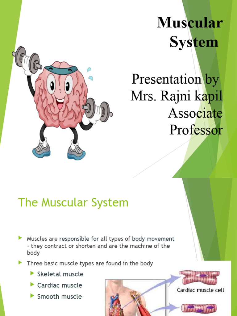 Muscular System | PDF | Muscle Contraction | Skeletal Muscle