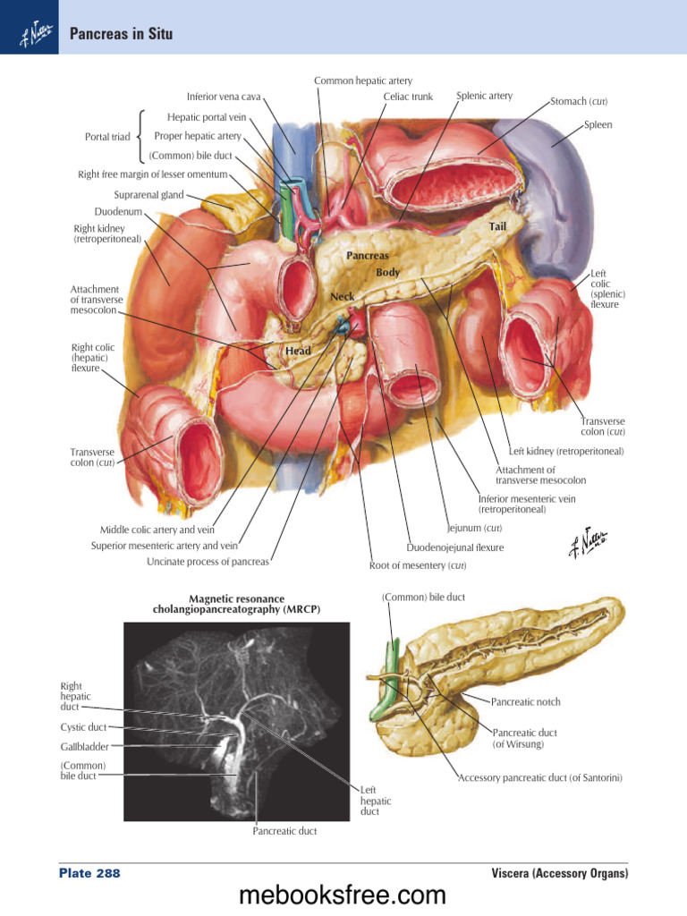 Pancreas - Netter's Atlas of Human Anatomy-7ed English (2018) 3 | PDF | Pancreas | Liver
