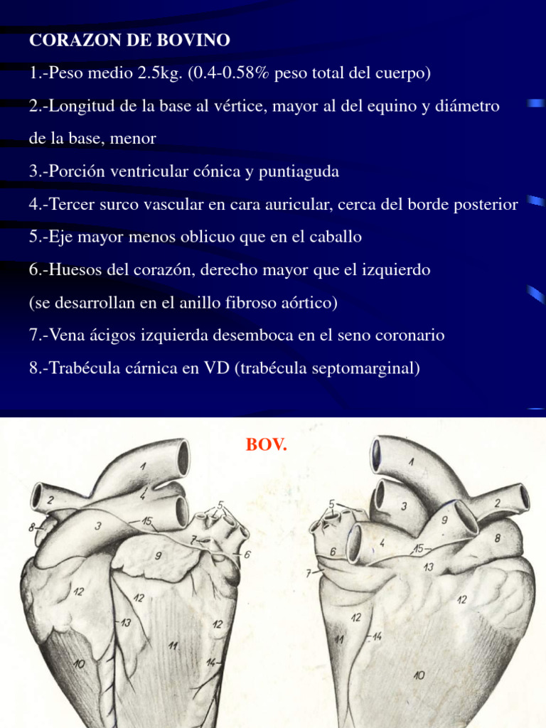 Cardiaco Bovino- Equino | PDF | Corazón | Órgano (anatomía)