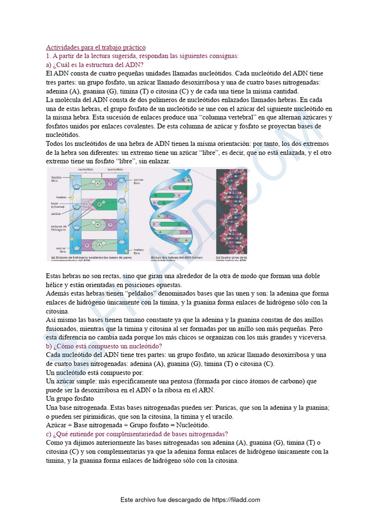 Biologia TP n3 | PDF | Adn | Replicación De Adn
