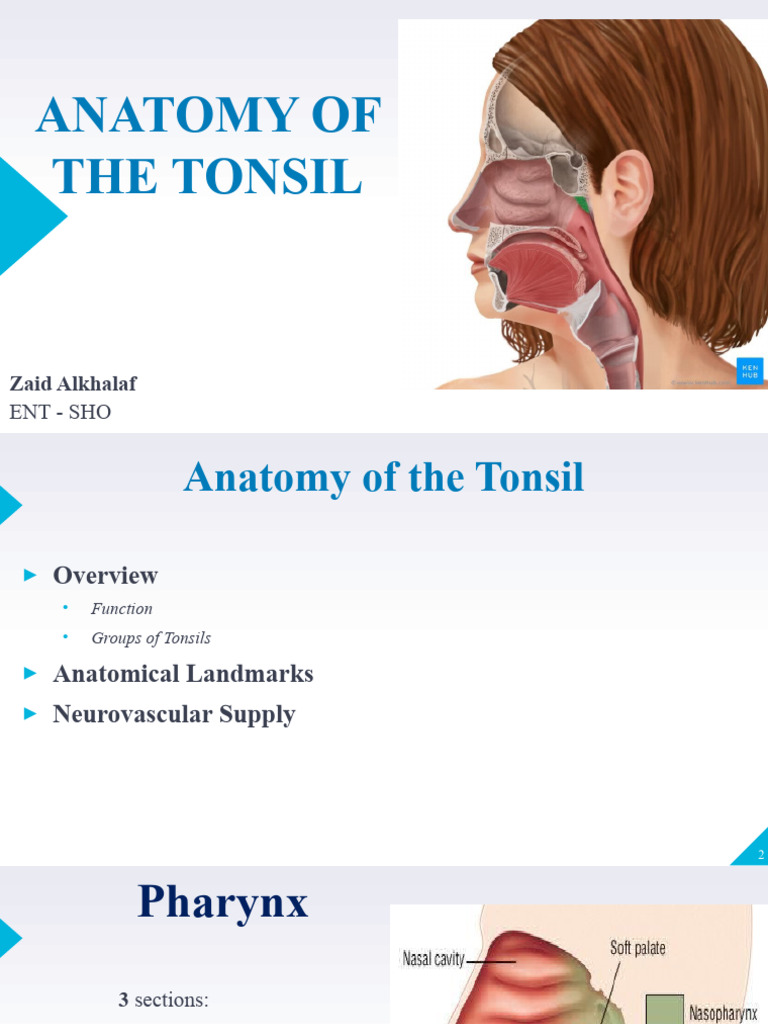 Anatomy of The Tonsil | PDF | Human Anatomy | Human Head And Neck