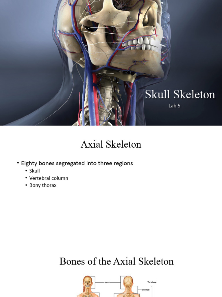 Lab+5+-+Skull_student | PDF | Skull | Vertebral Column