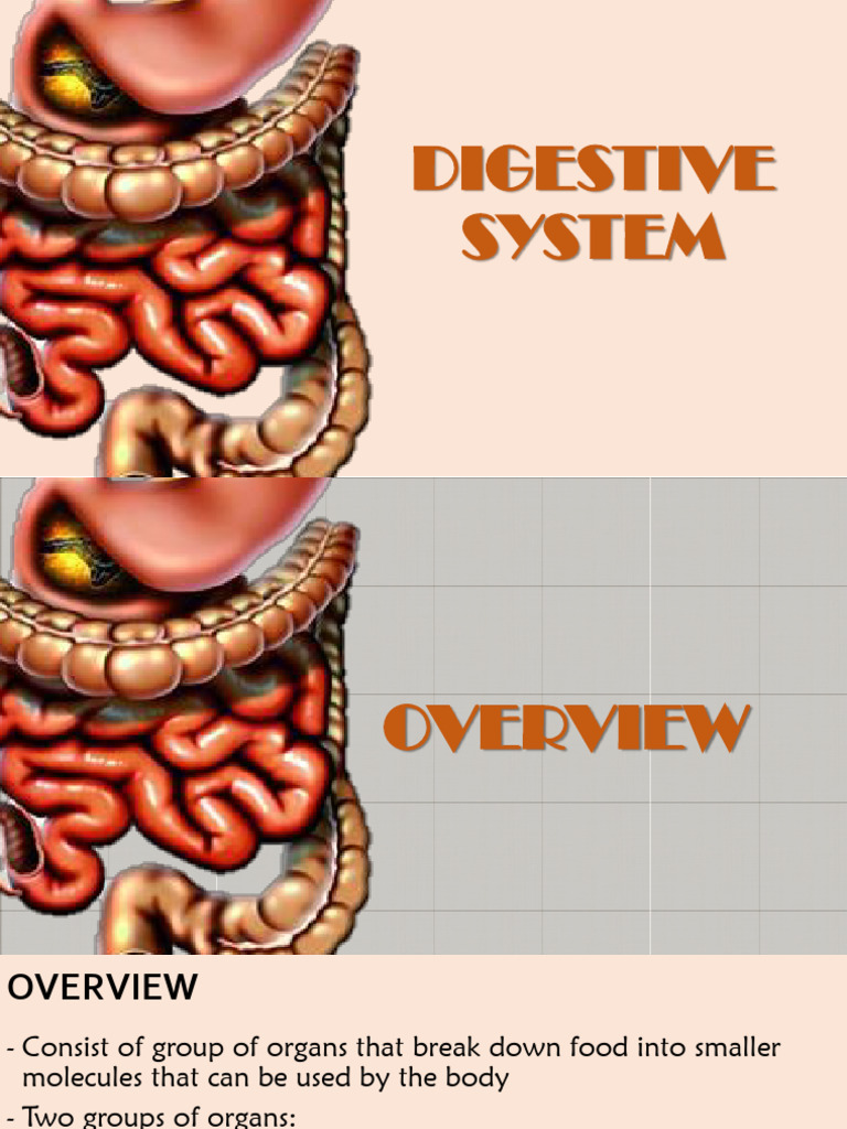Orca Share Digestive System | PDF | Digestion | Stomach