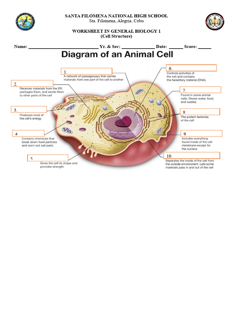 CEll Structure Worksheet | PDF