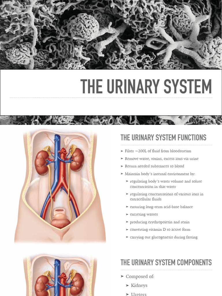 11 UrinarySystem | PDF | Kidney | Urinary System