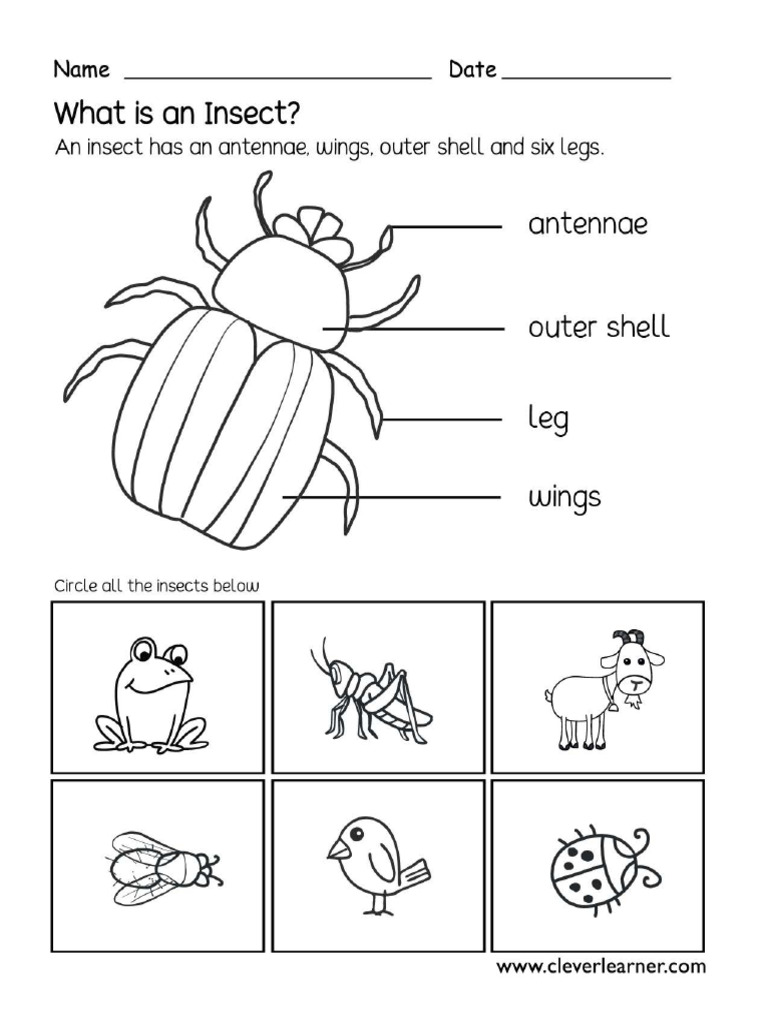 What Is An Insect Preschool Worksheet | PDF