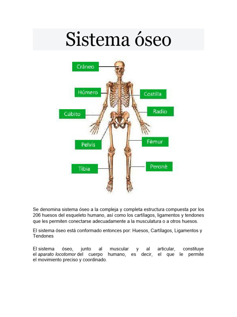 Sistema Óseo Tarea de Naomi | PDF | Sistema reproductivo | Semen
