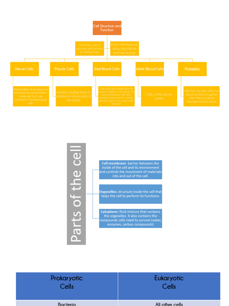 Cell Structure & Function Guide | PDF | Cell (Biology) | Endoplasmic ...