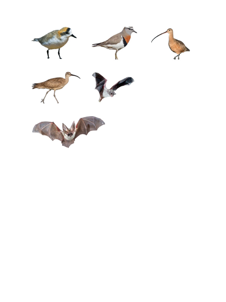 Exotic Animals | PDF