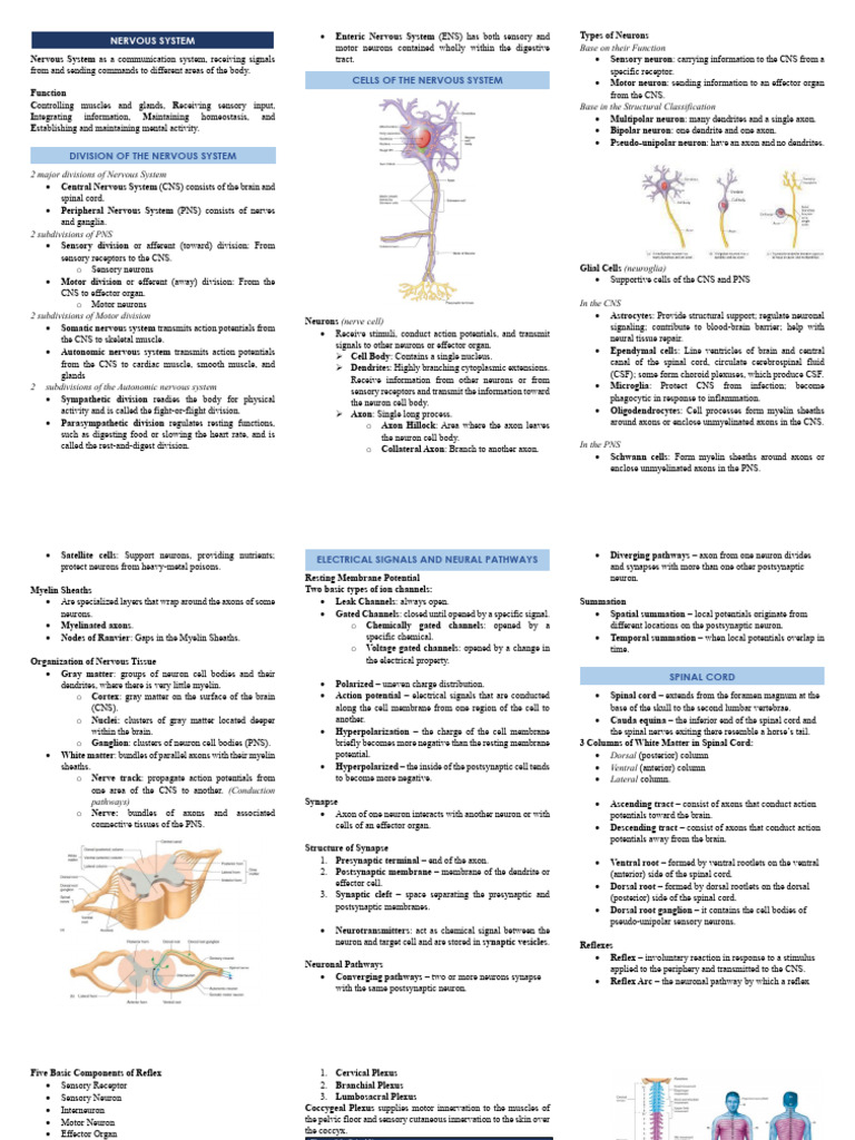 Transes - Nervous System | PDF