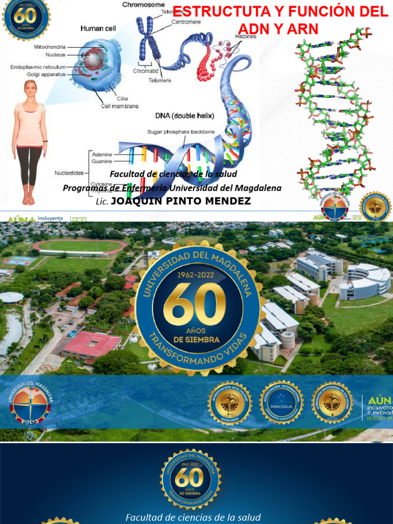 Tema 7. ESTRUCTURA Y FUNCIÓN DEL ADN | PDF