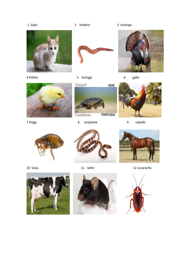 los 25 animales en queqchi con nombre | PDF
