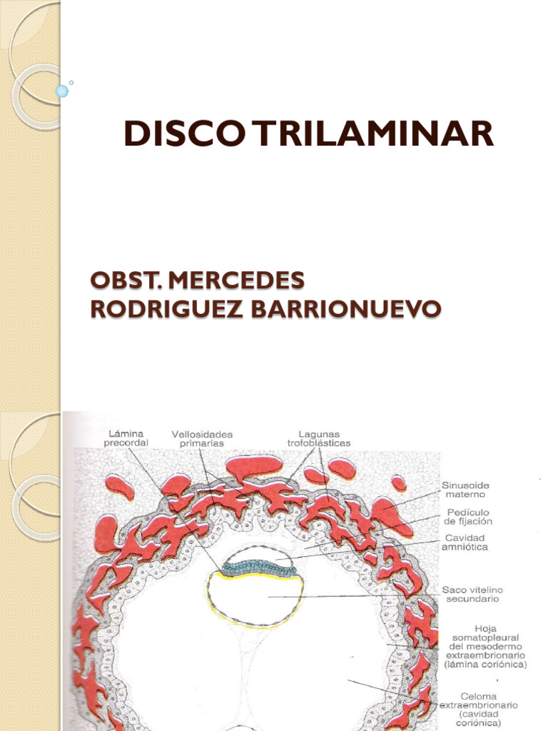 Formación y Estructura del Disco Trilaminar | PDF | Embrión ...