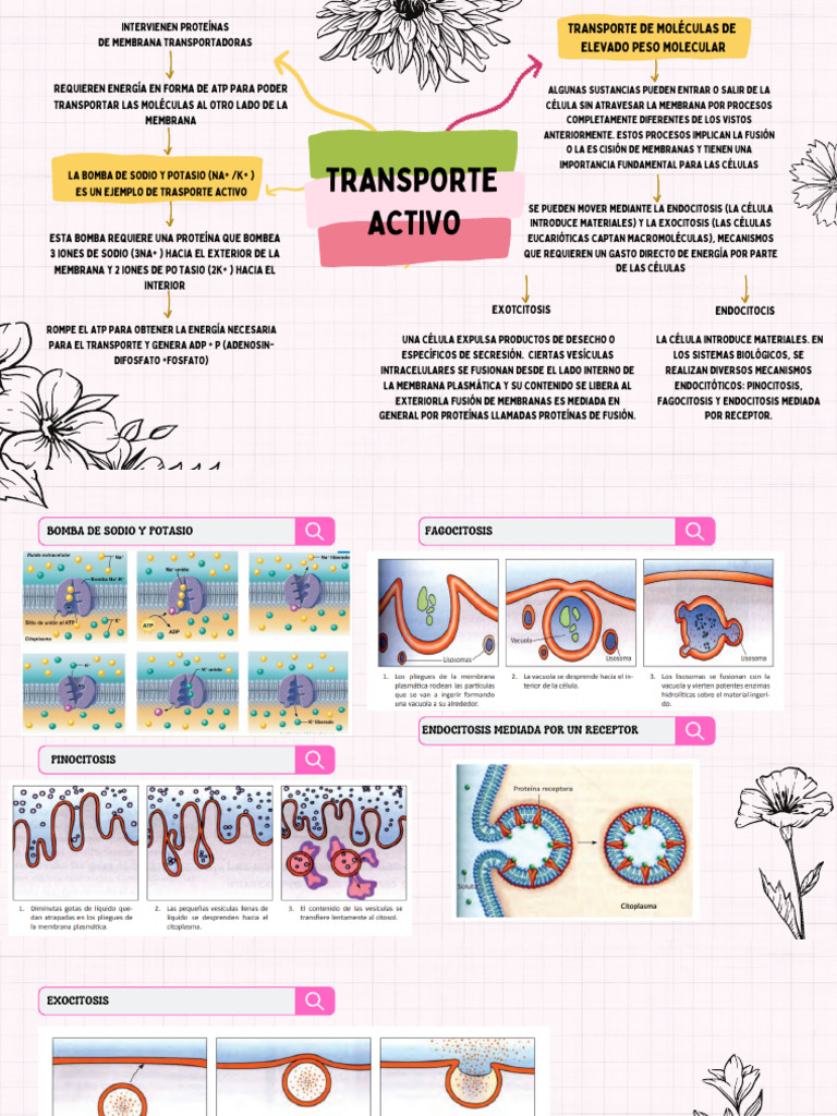 Mapa Conceptual Del Transporte Activo y Pasivo | PDF | Membrana celular ...