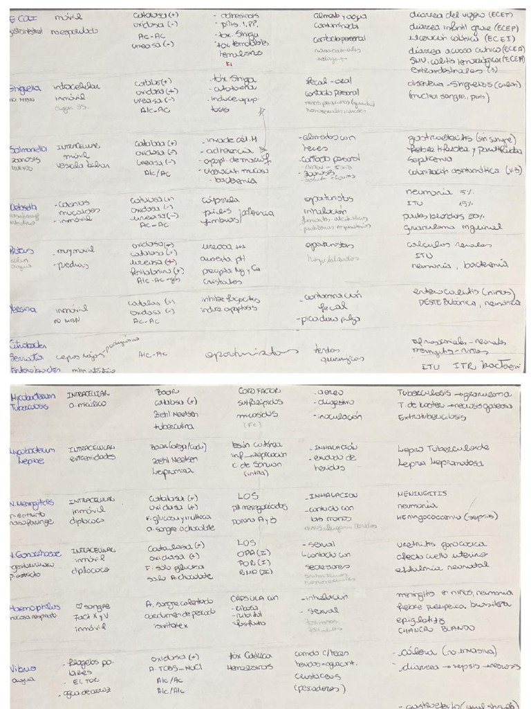 Cuadro Comparativo Bacterias Pdf