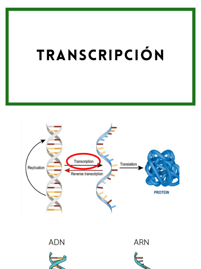 Transcripción del ARN | PDF | Represor | Operón