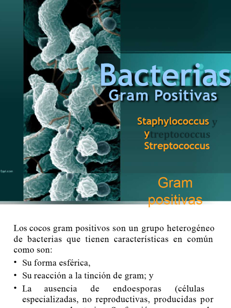 Bacterias Gram Positivas: Staphylococcus y Streptococcus | PDF | Estreptococo | Staphylococcus ...