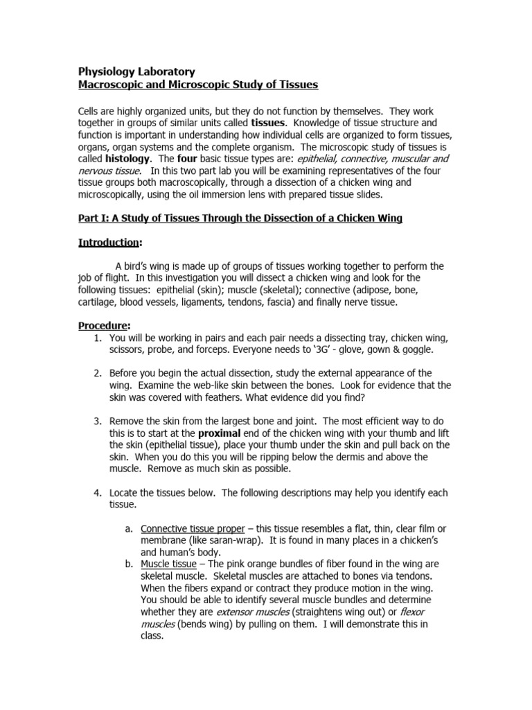 Tissue Study: Chicken Wing Dissection | PDF | Epithelium | Tissue (Biology)