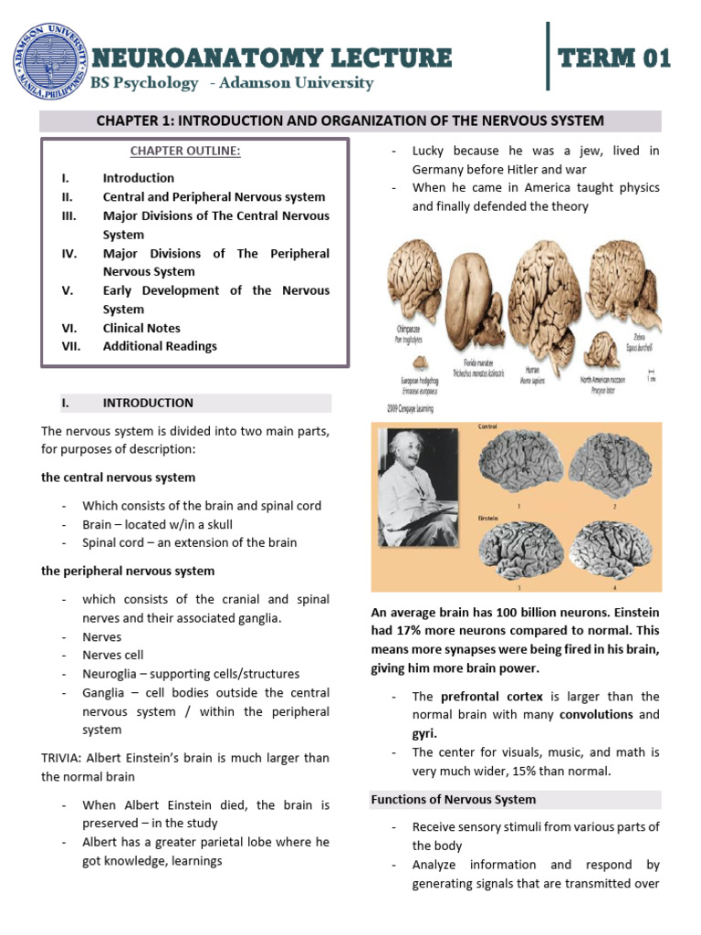 Neurolec Reviewer | Download Free PDF | Axon | Neuron