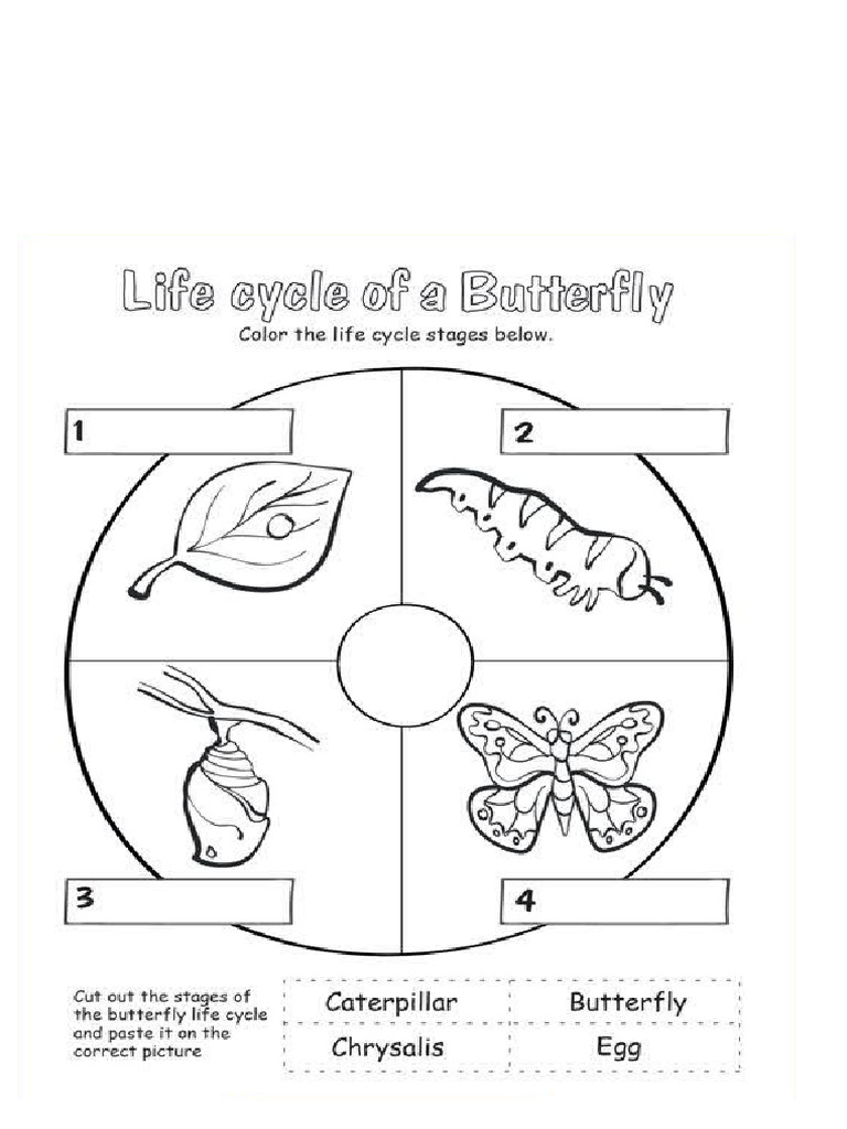 Butterfly Worksheets | PDF