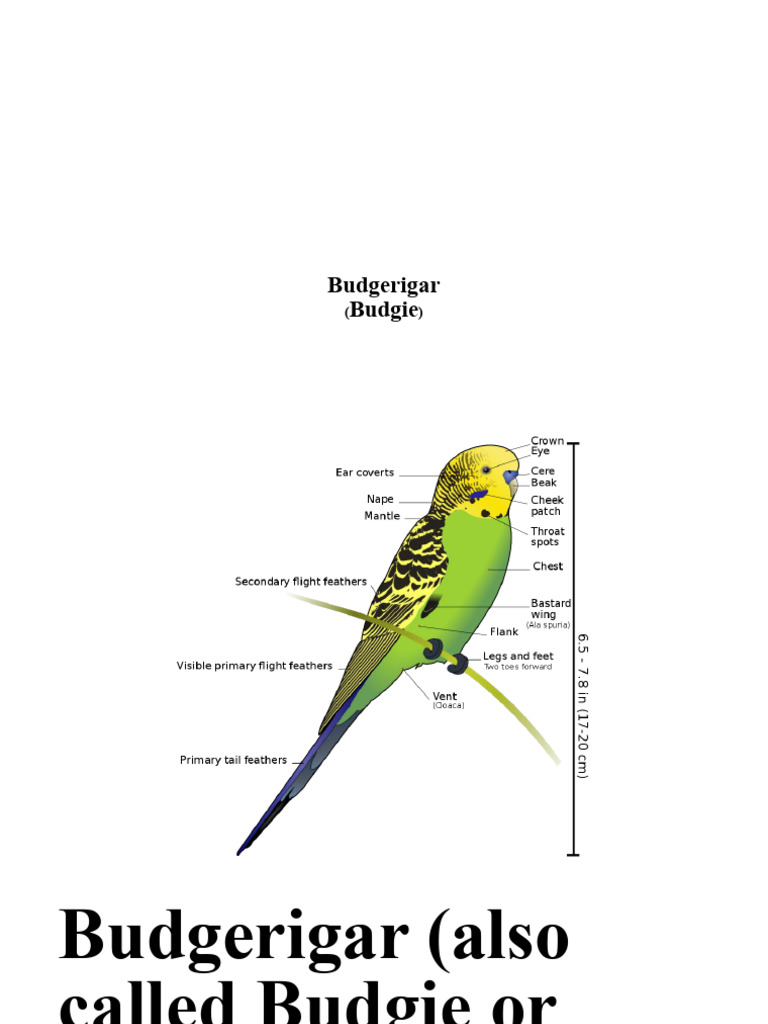 Budgerigar: Anatomy and Care Guide | PDF