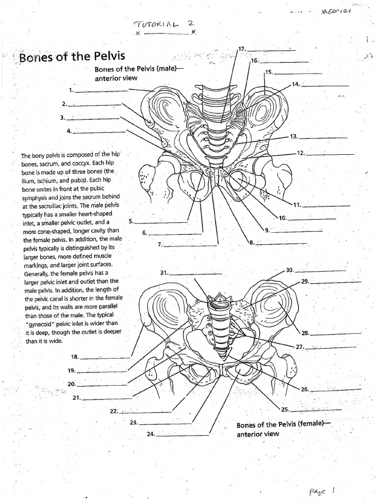Tutorial 2 - Worksheet On Osteology and Arthrology of Lower Limb | PDF