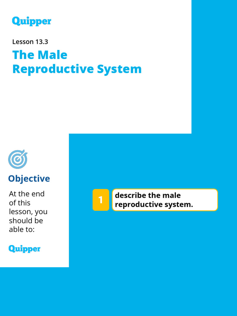 Overview of the Male Reproductive System | PDF | Testicle ...