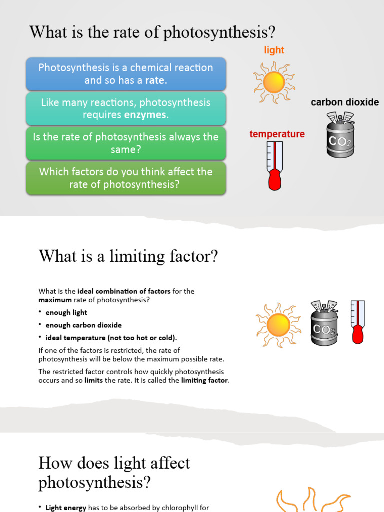 Limiting Factors and Photosymthesis | PDF