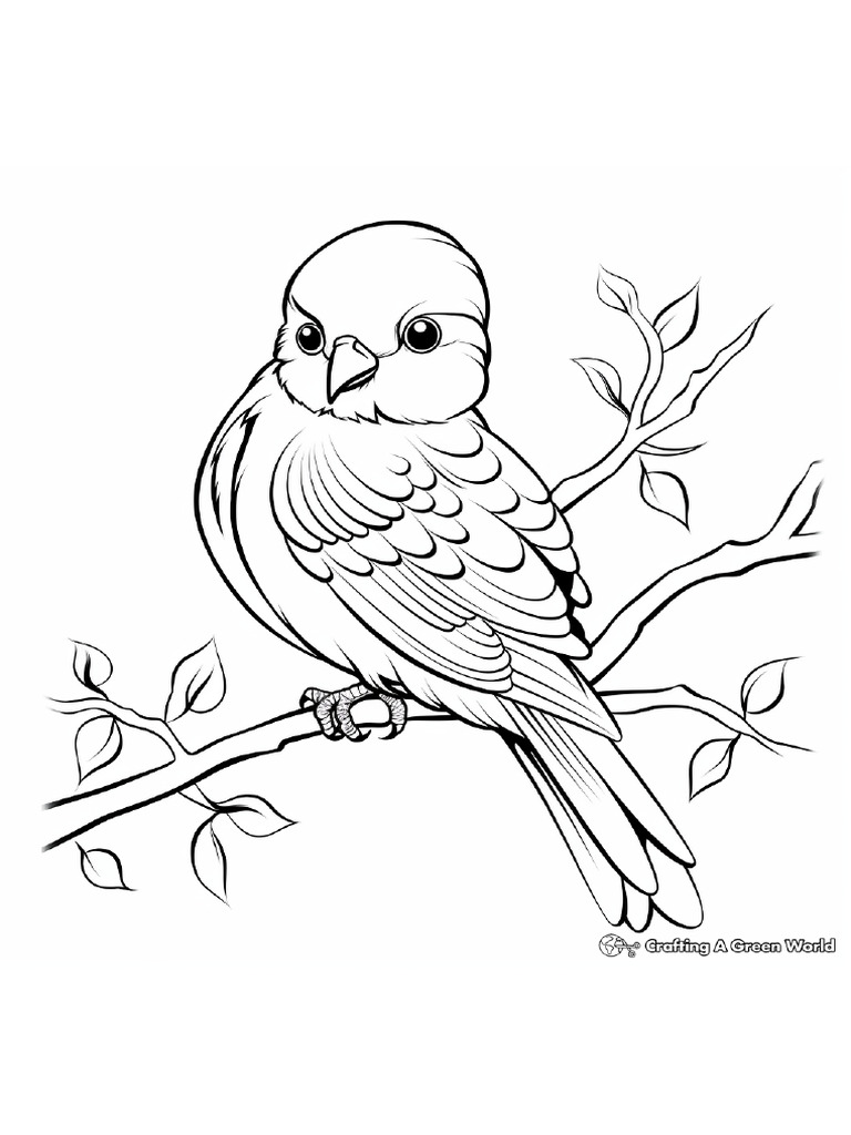 Colorful Parakeet Coloring Pages For Children 2 | PDF