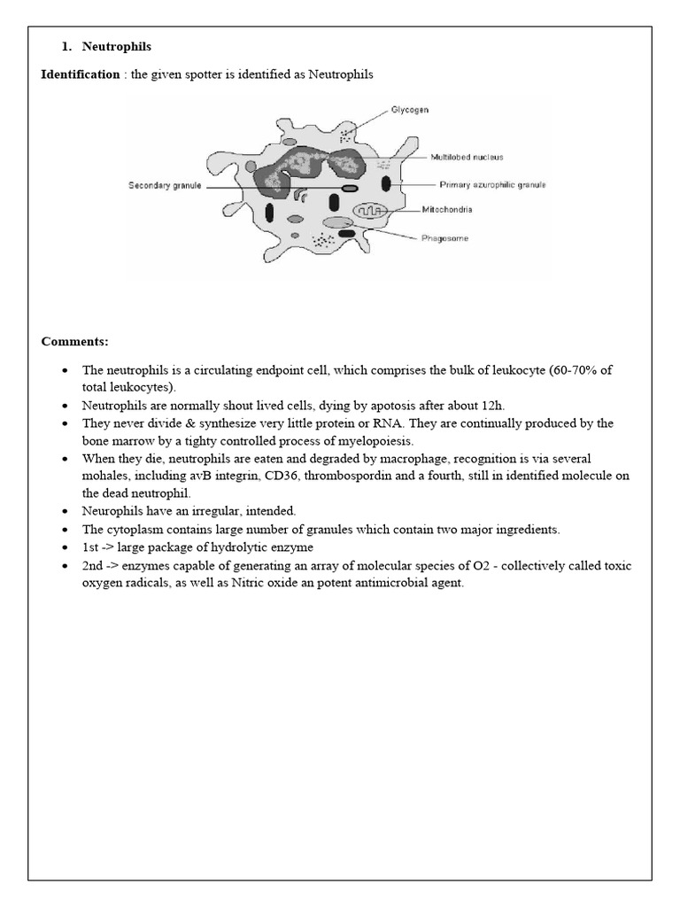Lab 5 Spotters 7 | PDF | Lymphatic System | Lymph Node