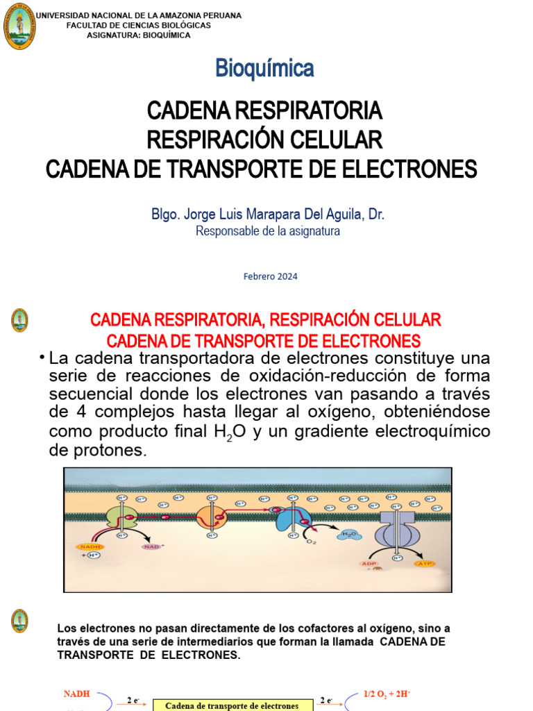 Cadena Respiratoria 2024 FCB | Descargar gratis PDF | Cadena de transporte de electrones ...