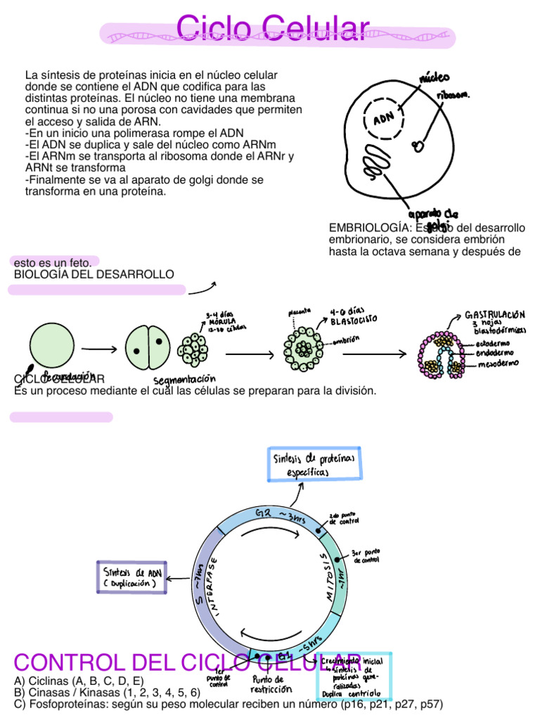 Ciclo Celular | PDF | Ciclo celular | Nucleo celular