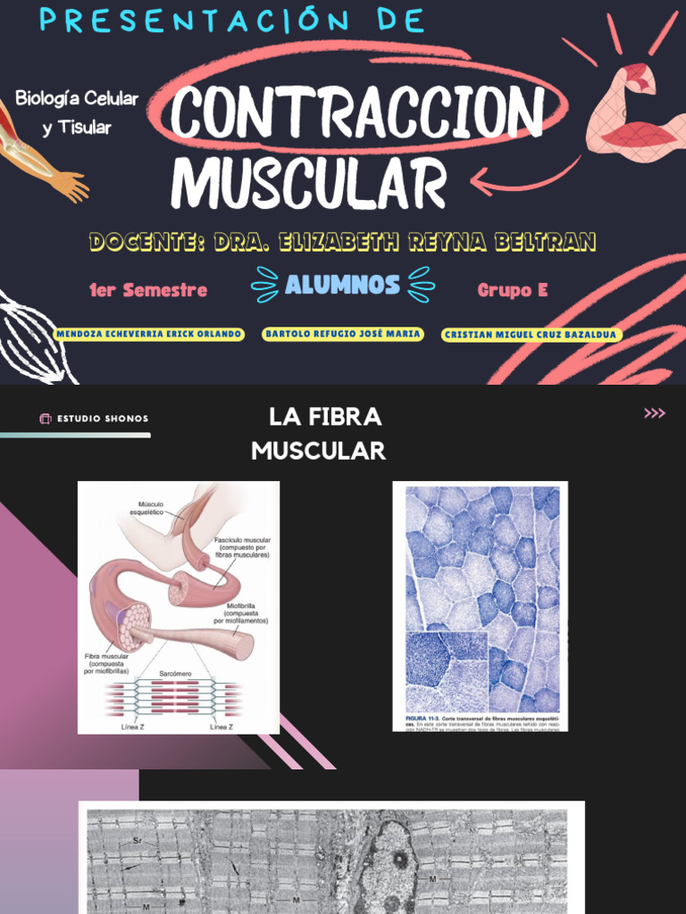 Presentacion de Contraccion Muscular | PDF