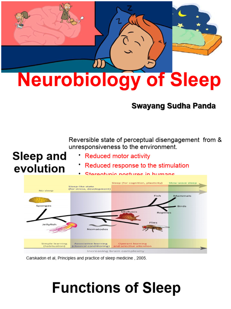 Neurobiology of Sleep | PDF | Sleep | Rapid Eye Movement Sleep