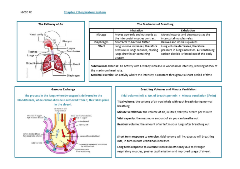 2 Respiratory Mind Map | PDF | Breathing | Respiratory System