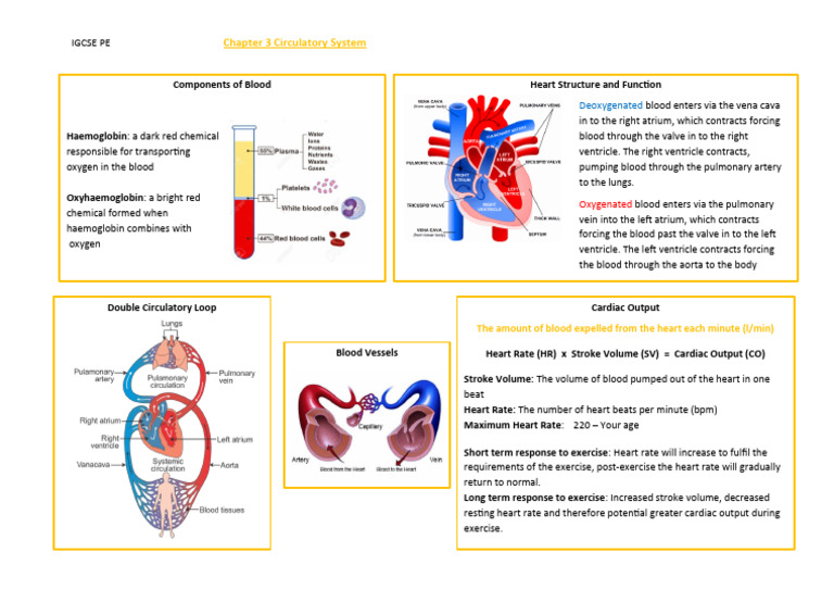 3 Circulatory Mind Map | PDF | Heart | Ventricle (Heart)