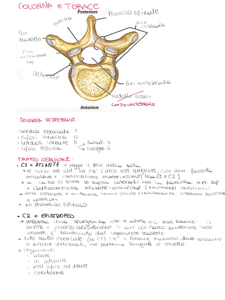 Scheletro Appendicolare e Assile | PDF