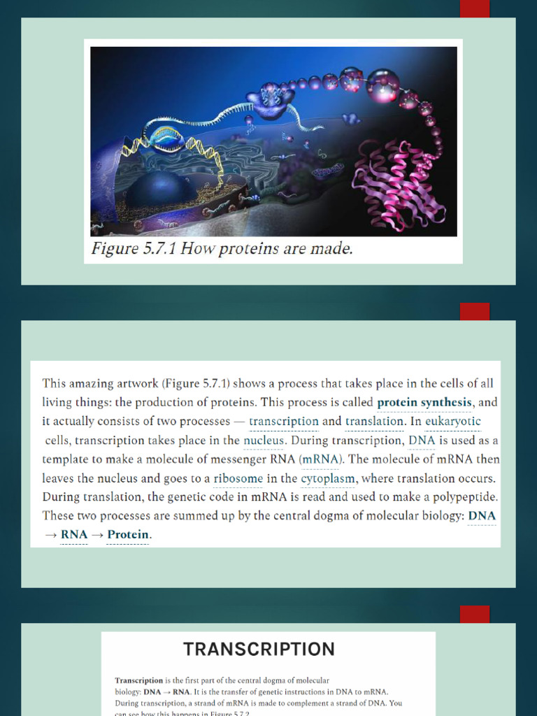 Protein Synthesis Student | PDF