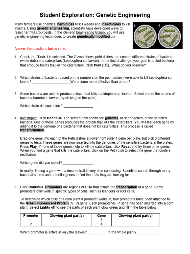 GeneticEngineering Gizmo | Download Free PDF | Herbicide | Genetic ...