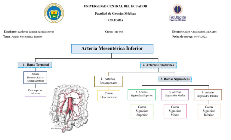 Arteria Mesentérica Inferior - Mapa Conceptual | PDF