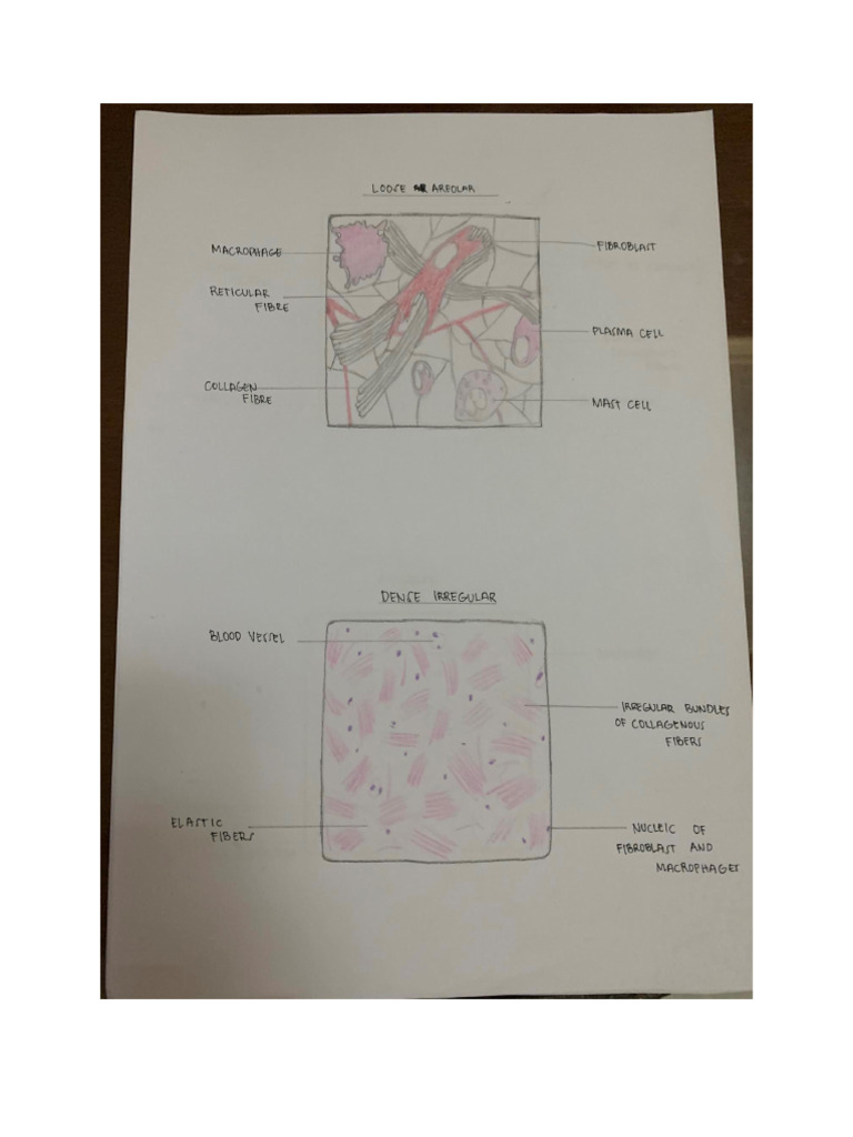 CONNECTIVE TISSUE AND SPECIALIZED CONNECTIVE TISSUE | PDF