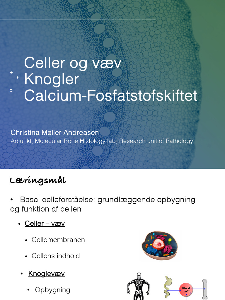 Celler Og Knogle - Handouts | PDF